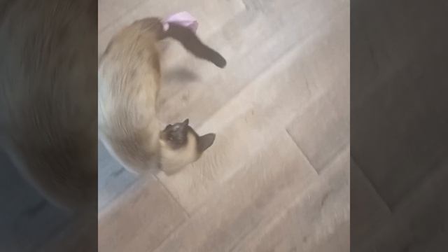 9. Пичужкина Анастасия - «Нарядный хвостик»