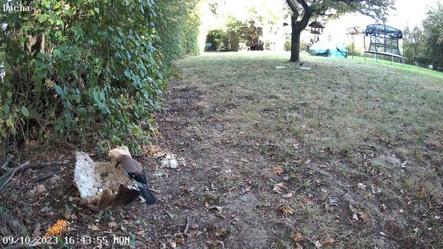 Сойка и орех