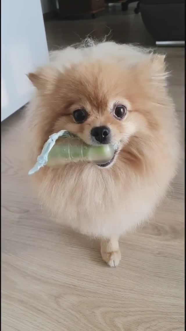 Рычный шпиц!