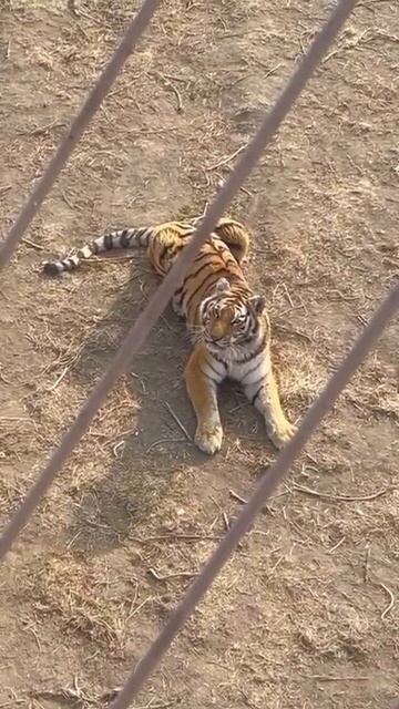 Амурский тигр - один из самых крупных видов тигров на планете