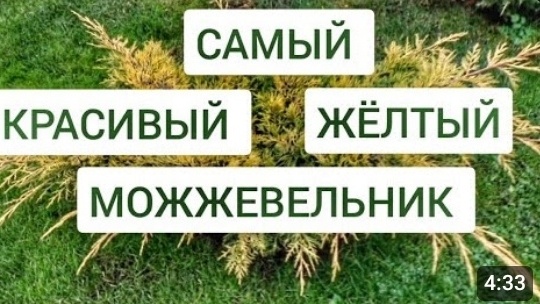 САМЫЙ КРАСИВЫЙ ЖЁЛТЫЙ МОЖЖЕВЕЛЬНИК. 13.11.2024г.