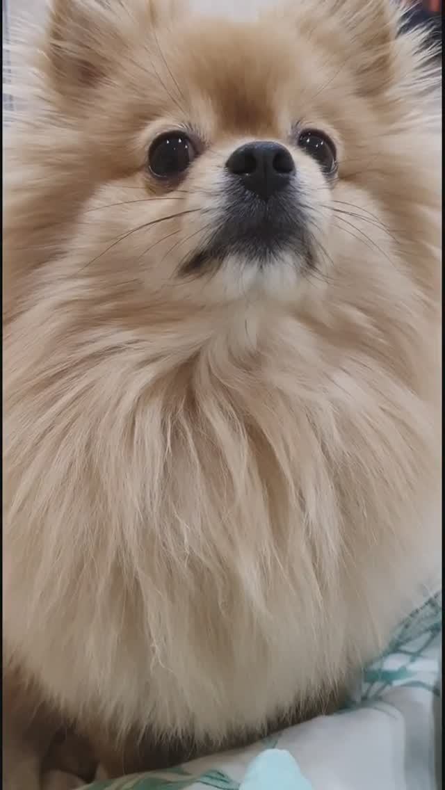 Если шпиц не выспался, лучше его не трогать!