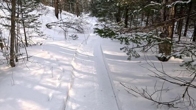 снегоход и лес