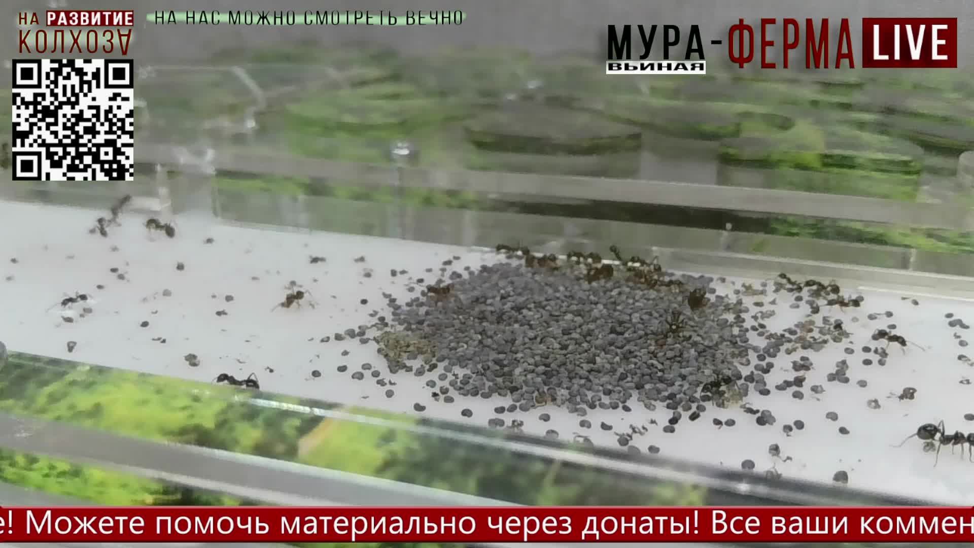 МУРА-ферма LIVE.Бункер 8.Муравьиная ферма. С чистого листа! Муравьи Жнецы.+радио "Мураши LIVE".