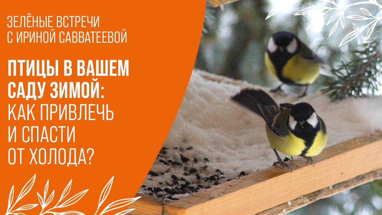 Зимняя помощь птицам: как сделать ваш сад их зимним раем | Олег Шумаков