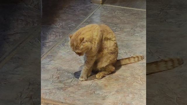 11. Рзаева Наталия - «Если у кого-то по ночам поют кошки - это мы»