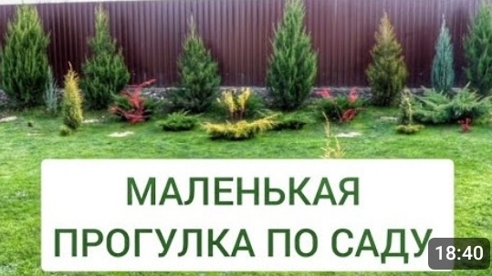 МАЛЕНЬКАЯ ПРОГУЛКА ПО САДУ. 22.11.2024г.