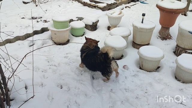 Чипоня: снег, мячик, радость 😁