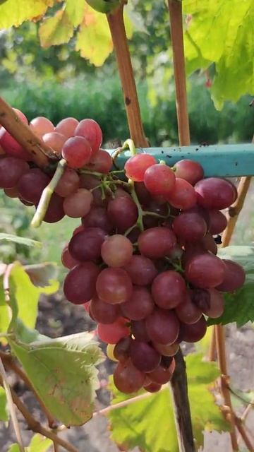 Виноград Тасон - любимчик семьи, яркий мускат, хрустящая мякоть, мммм...