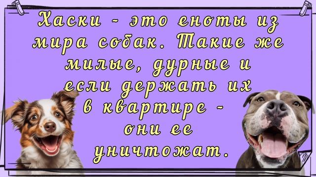 Про собак приколы