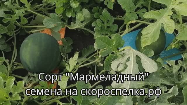 "Мармеладный" скороспелый сорт арбуза для открытого грунта Сибири семена на сайте скороспелка.рф