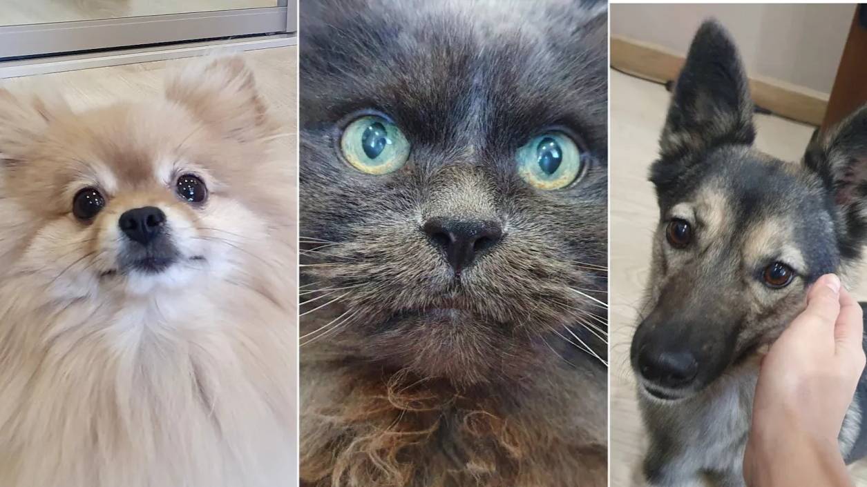 Как проходил завтрак шерстячной компании!