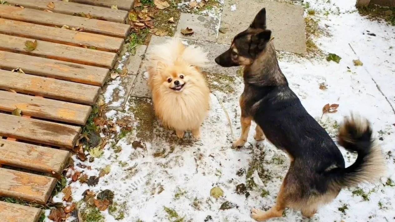 Шпицинка Бася снова гостит у своей подружки Зайки!