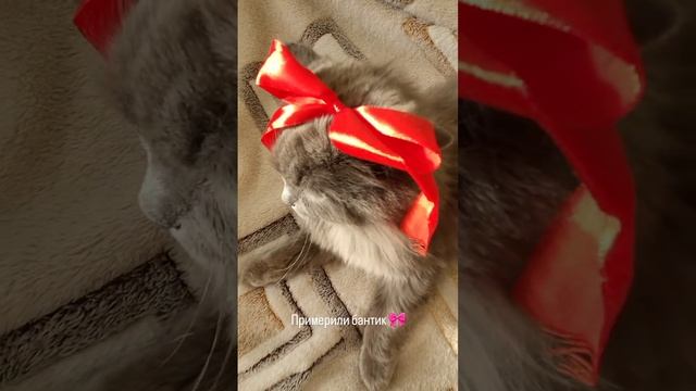 18. Бормотов Антон - «Как Ермей и Мия мне помогают»