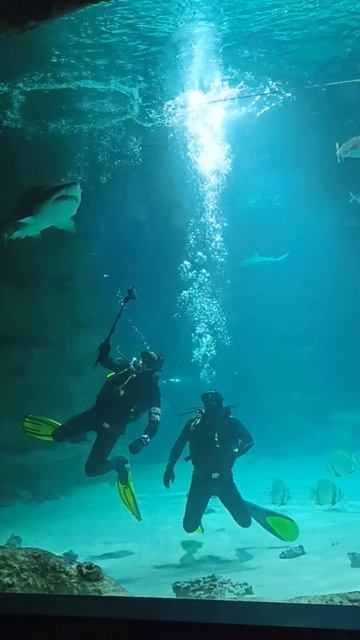 Водолазы в океанариуме.