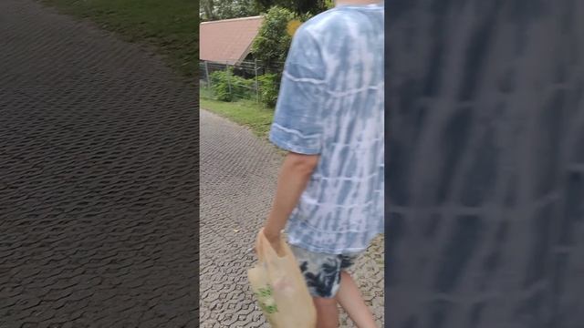 Обезьяны в  открытом зоопарке Кхао Кхео в Паттайе