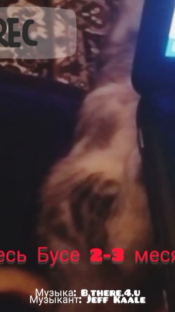 Первые дни жизни кошечки Буси в нашем доме 🤗