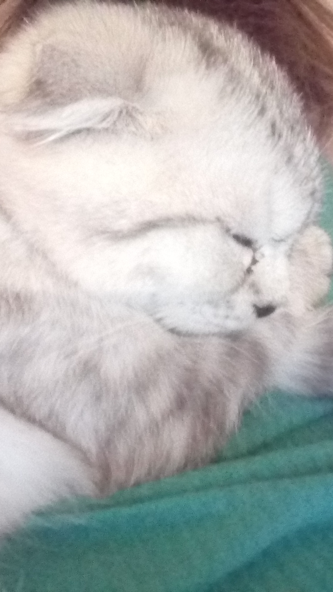 Прилив любви и нежности кошечки Буси🥰