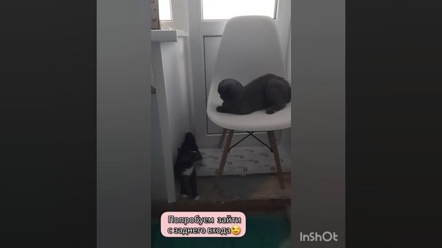 5. Тимофеева Анастасия - «Буся держит оборону!»