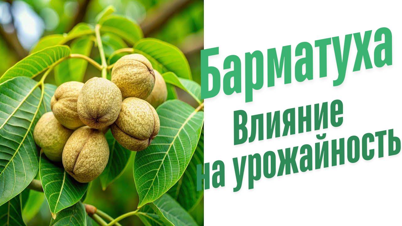 Влияние удобрений на урожайность.