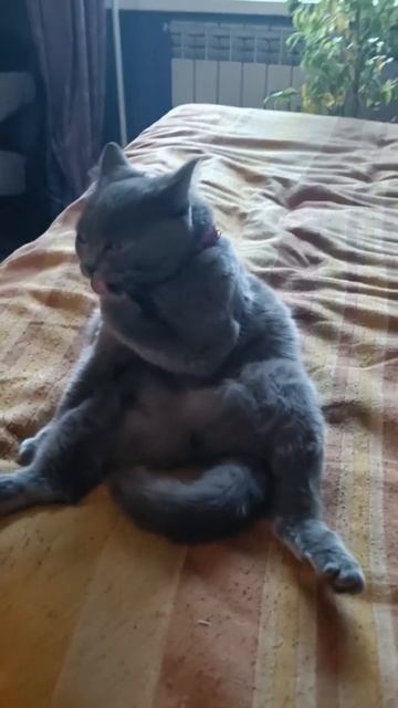 14. Иванова Елена - «Мягкое умывание: секреты кошачьей красоты»