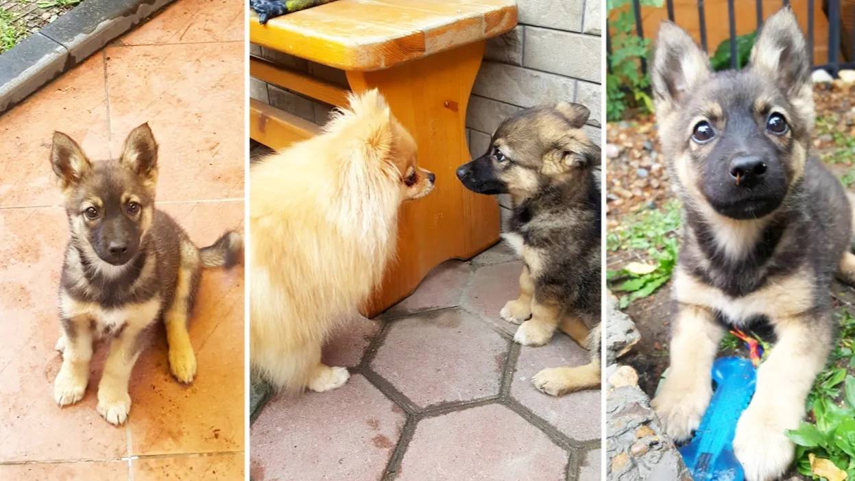 Шпион Бася шпиц пробирается к спящей Зае!