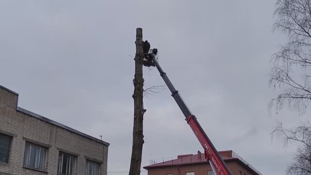 Пилят тополь.