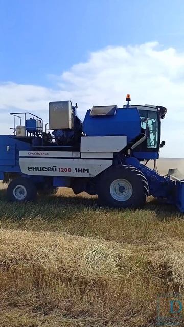 Комбайн Енисей 1200 в работе