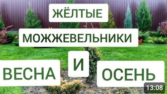 ЖЁЛТЫЕ МОЖЖЕВЕЛЬНИКИ ВЕСНА И ОСЕНЬ. 14.11.2024г.