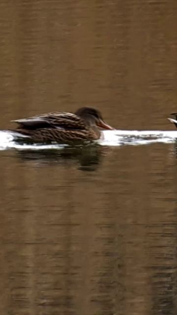 Кто воду баламутит? Кряквы.