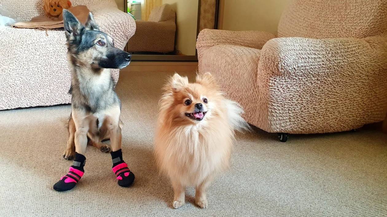 Научится ли Зая ходить в новых ботинках и поможет ли ей Бася?