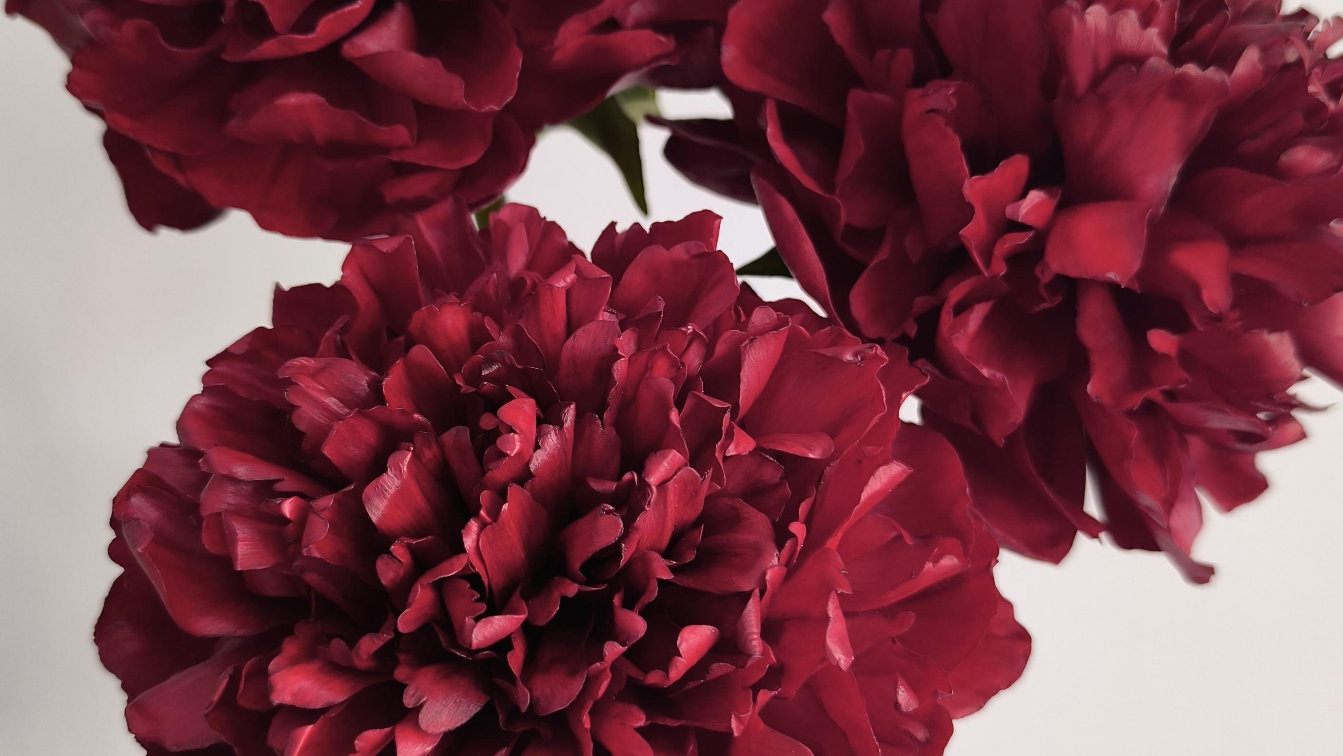 пионы из холодного фарфора (мои работы, Мурзилкина Ольга)