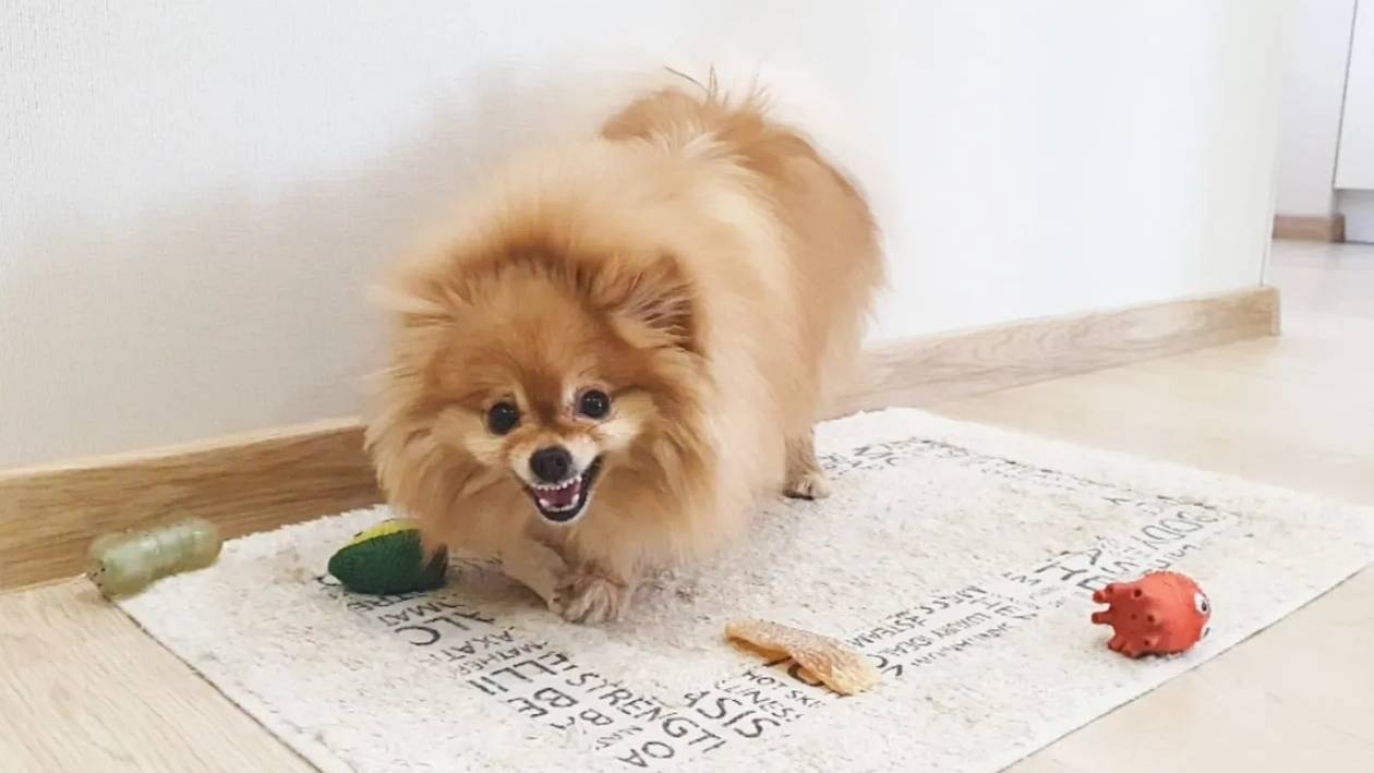 Супер жадный щпиц!