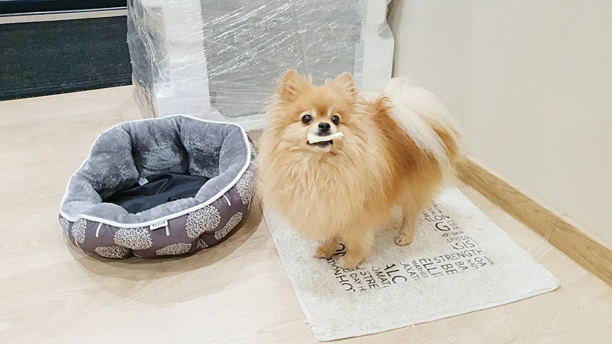 Шпиц не дает нарушать свои личные границы!