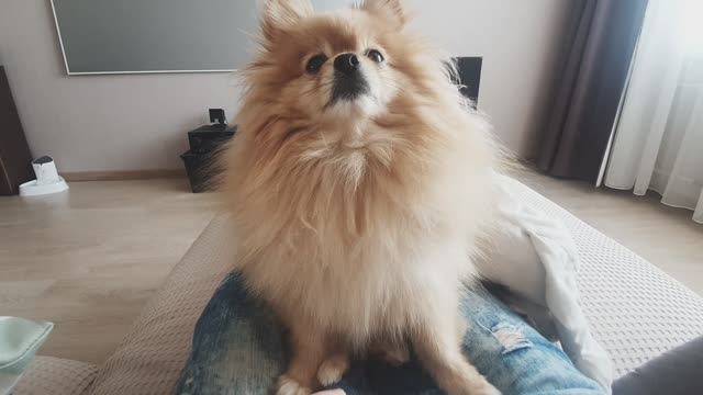 Шпицинка злится, когда не может заснуть!