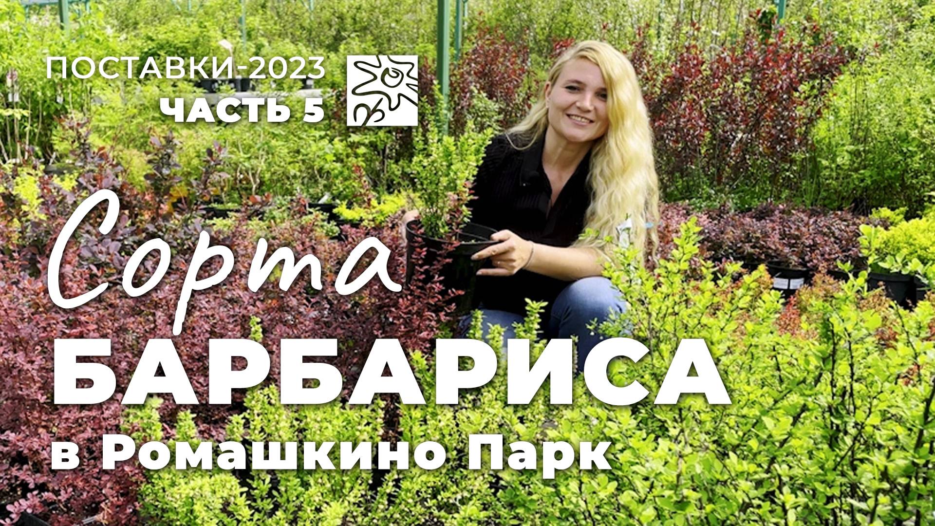 Сорта барбариса в Ромашкино Парк: выпуск 5