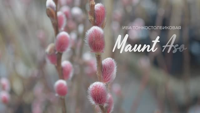 Ива Маунт Асо: розовые котики - украшение весеннего сада