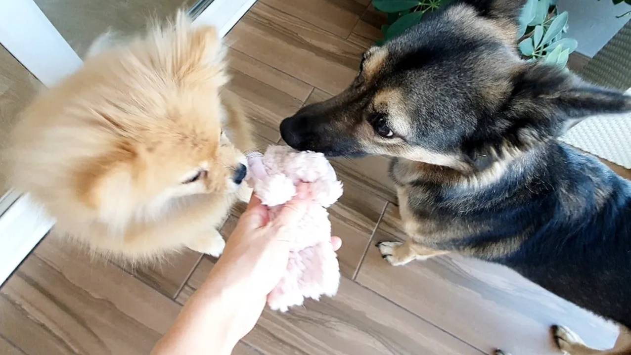 Зая пришла в гости к Басе с подарком!