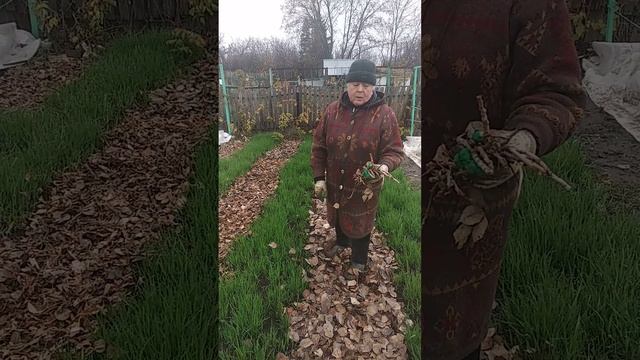 Подготовка огорода к зиме