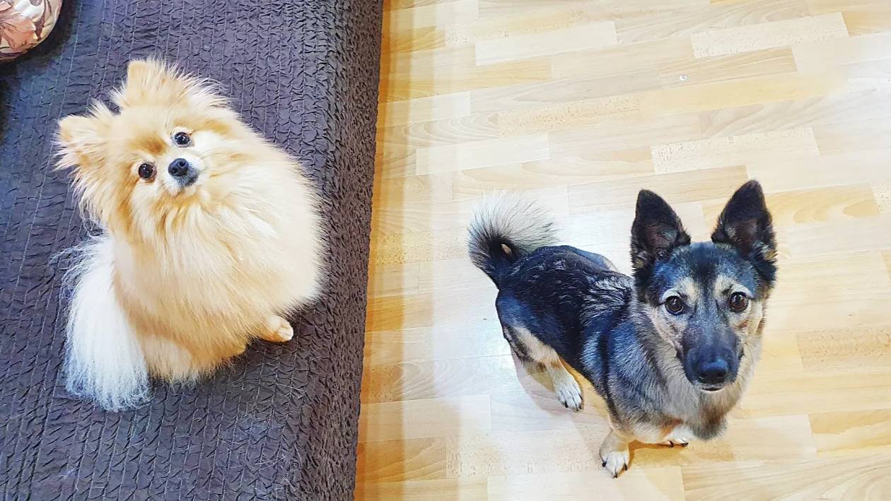 Встреча шпицинки Баси и Заи после долгой разлуки!