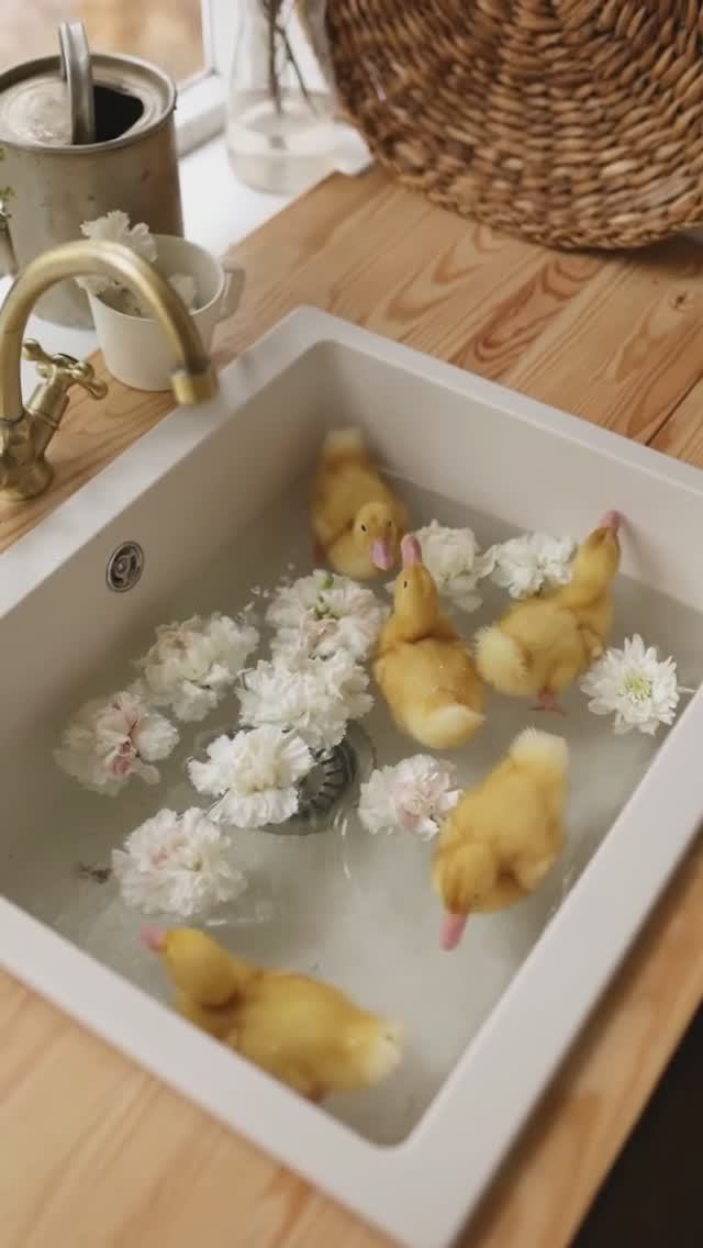 Утро в деревне с уточками #short #love #videography