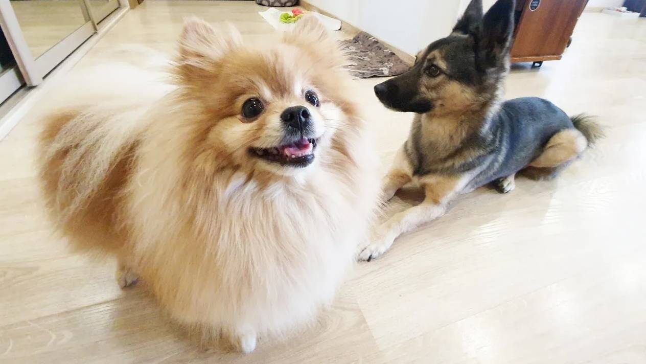 Что умеют дрессированные шерстяные подружки?