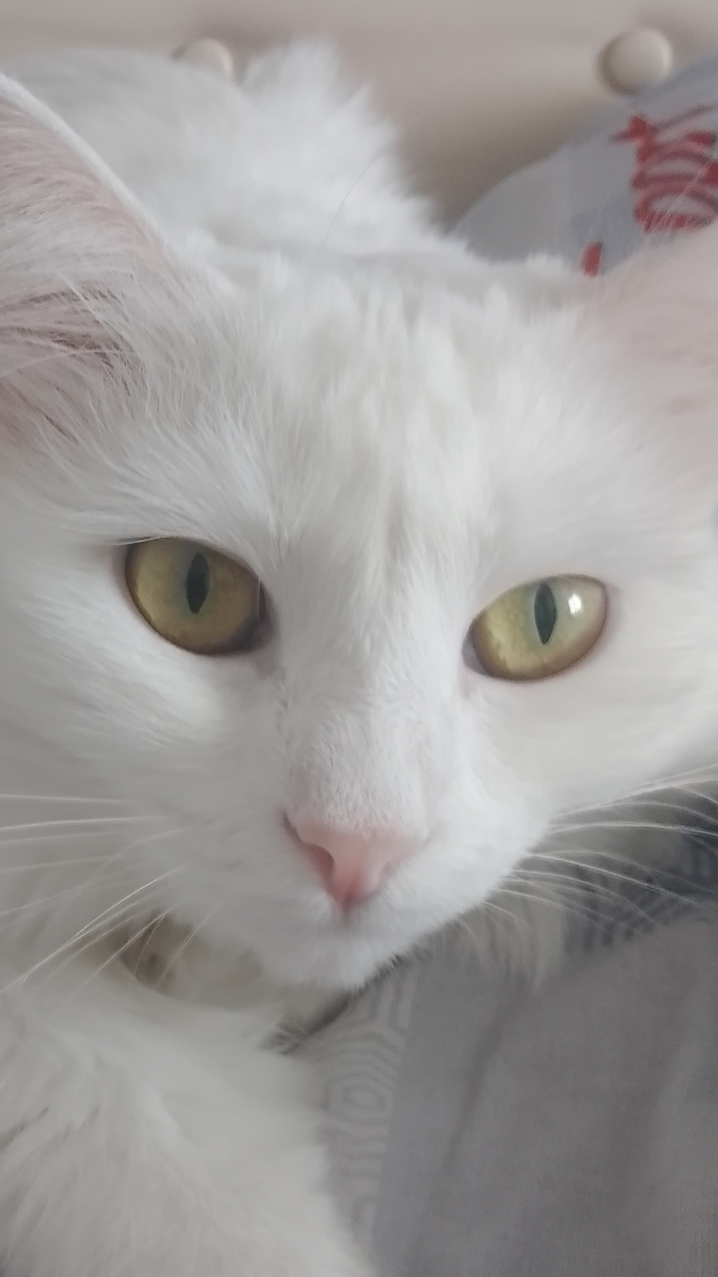 Кошка-тыгы-дык