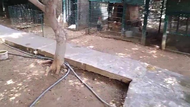 Зоопарк в Турции Аланья