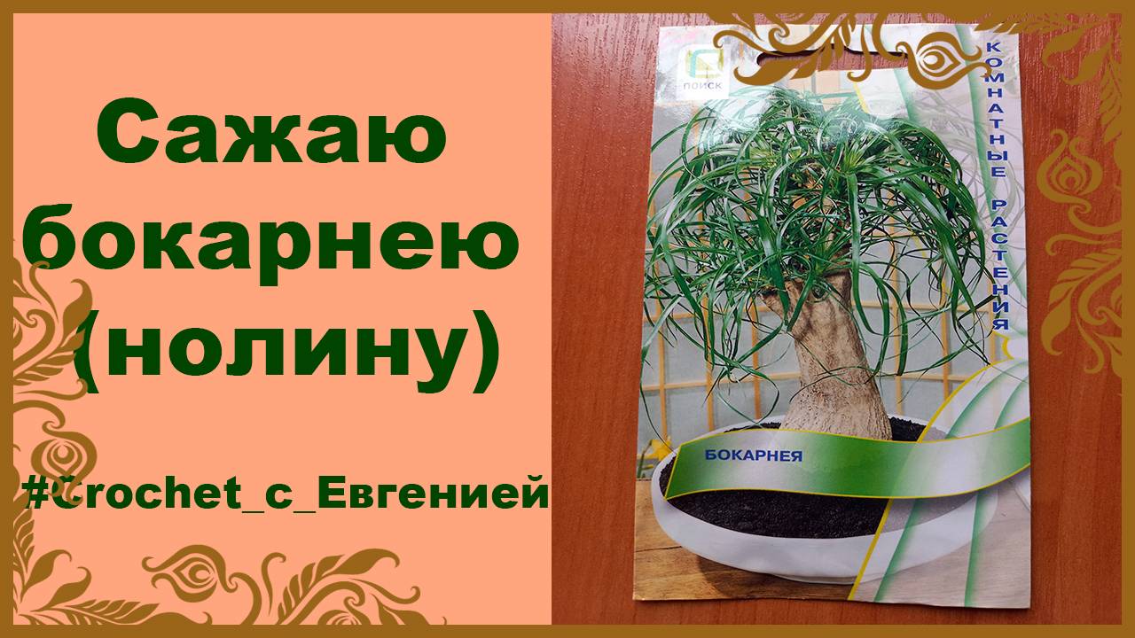 Сажаю бокарнею (нолину)