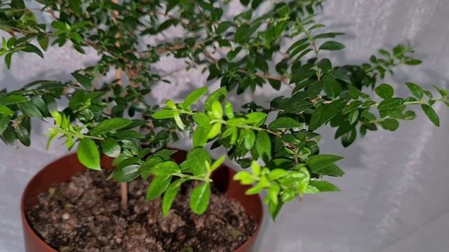 Тарантино зеленый 15