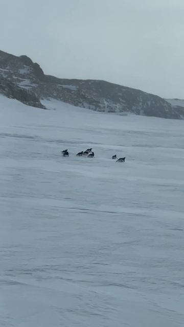 Стая пингвинов в движении. Антарктида. Бухта Тала. Станция Прогресс. Full version. Not compressed