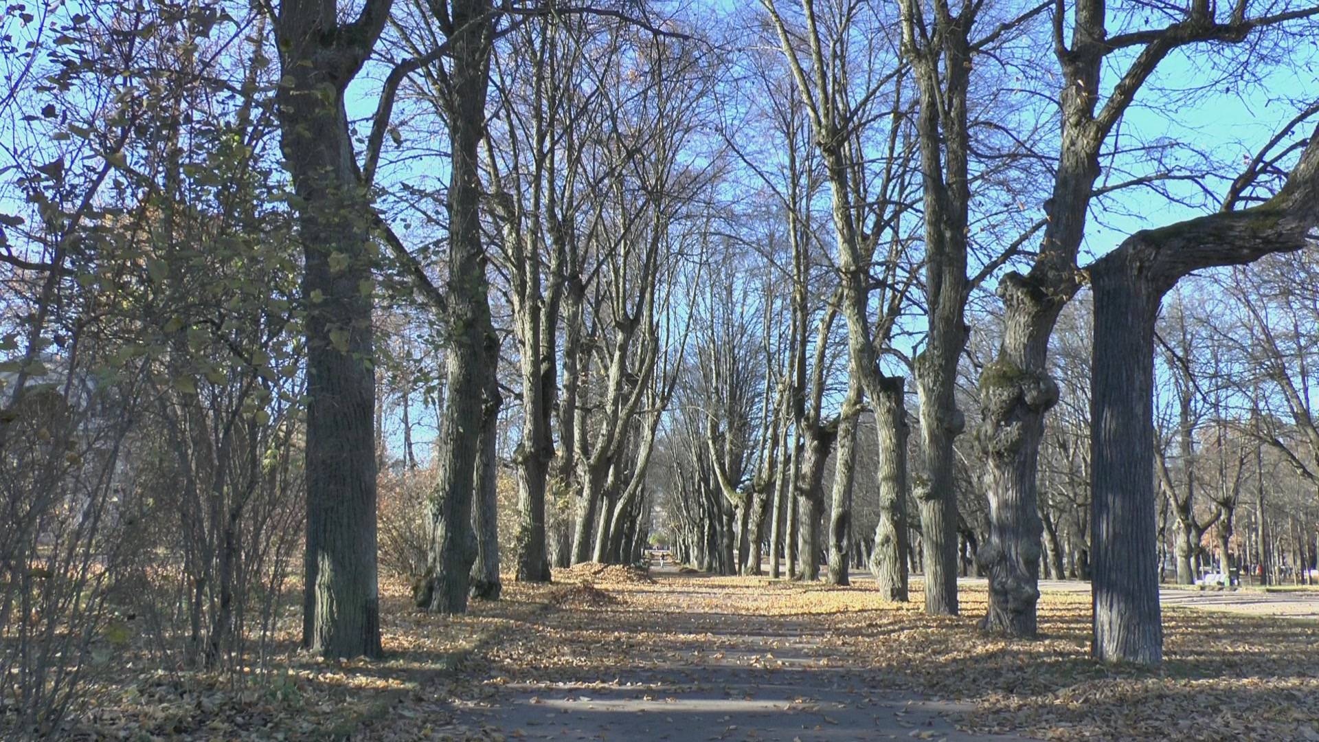 Осень Павловск солнце