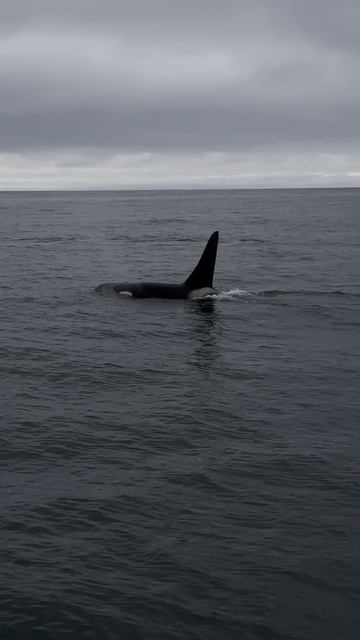 Касатка недалеко от Камчатки