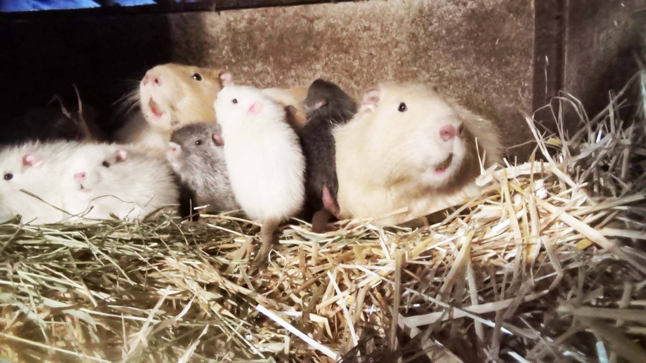 КАК нутрия переносит морозы